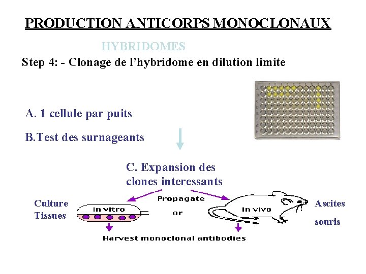PRODUCTION ANTICORPS MONOCLONAUX Hybridomes Step 1 Immunisation des