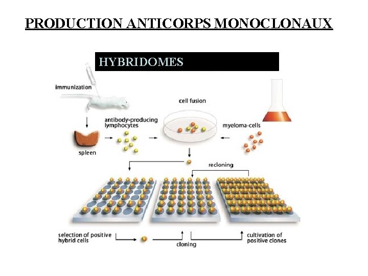 PRODUCTION ANTICORPS MONOCLONAUX Hybridomes Step 1 Immunisation des