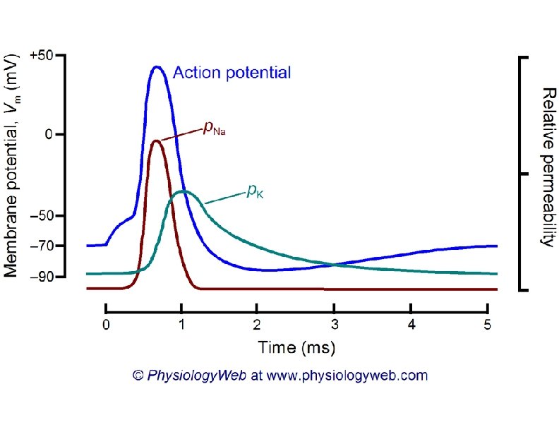 ANPS 19 Neurophysiology part 2 Action Potential Dr