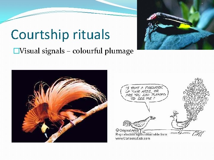 Evidence of relationships between organisms 15 2 Courtship