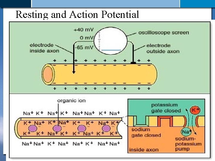 UNIT B Chapter 12 Nervous System In this