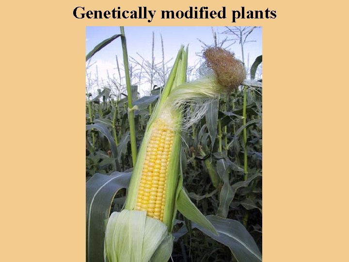 Today Genetically Modified Plants see textbook section 38