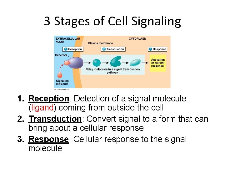 Cellular Communication Video Questions Do Bacteria communicate 1