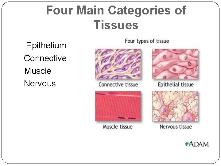 Tissues Four Main Categories of Tissues Epithelium Connective
