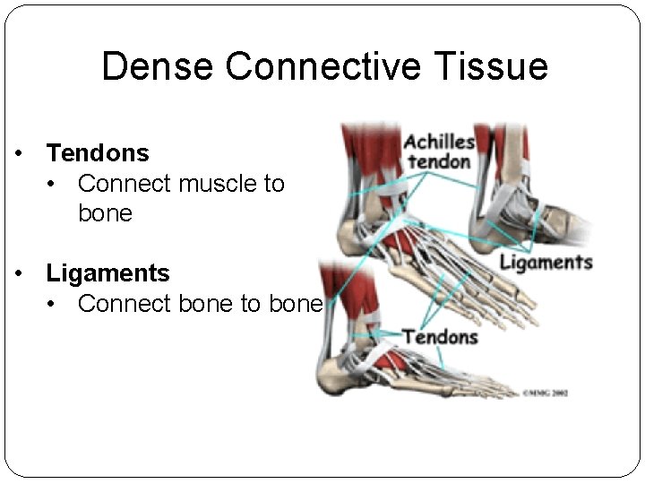 Tissues Four Main Categories of Tissues Epithelium Connective
