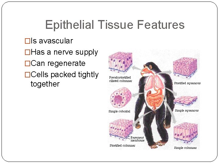Tissues Four Main Categories of Tissues Epithelium Connective