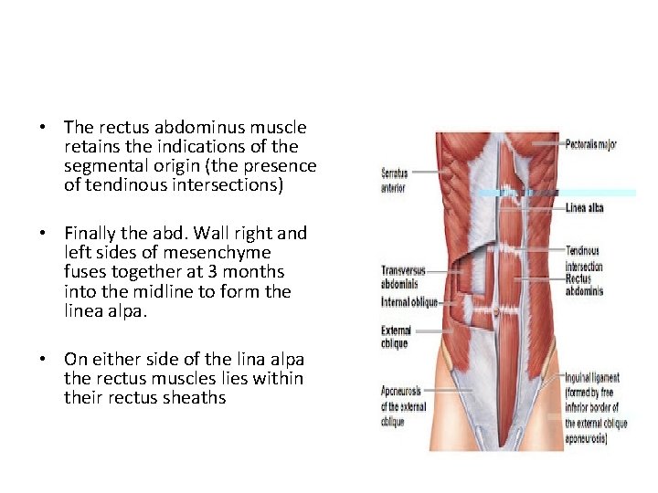 Gi tract embryology 1 Development of the oral