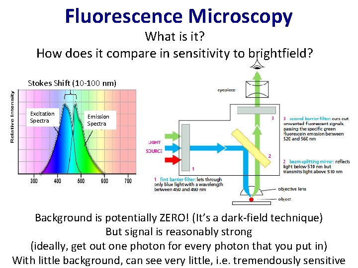 Fluorescence get beautiful pictures www invitrogen com Lab