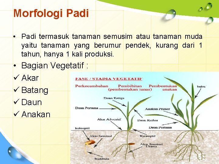 PRODUKSI TANAMAN PANGAN BUDIDAYA TANAMAN PADI NURHOLIS PRODI