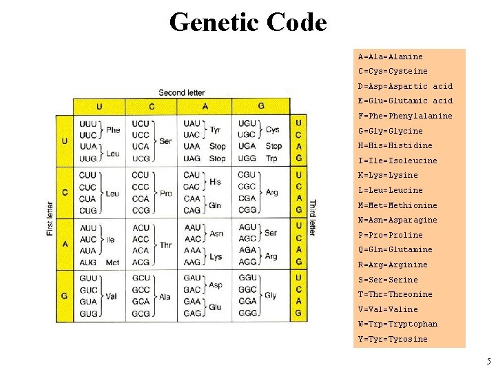 Bioinformatics I Tutorial Examples Prof Dr Nizamettin AYDIN
