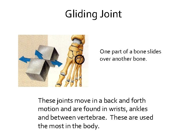 MODELING JOINTS MUSCLES AND BONES MOVING BODIES VOCABULARY