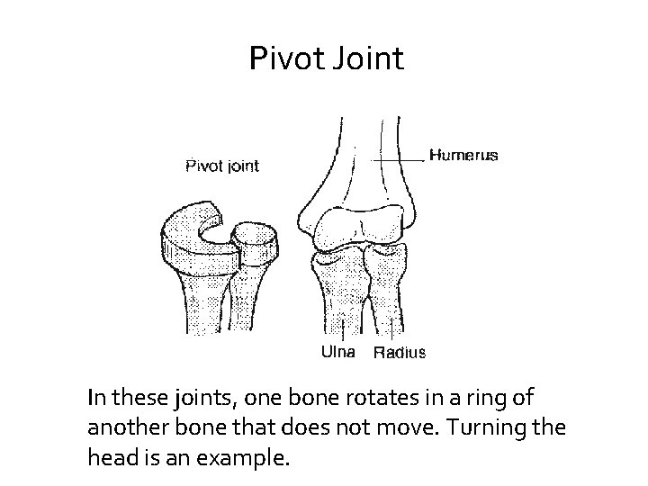 MODELING JOINTS MUSCLES AND BONES MOVING BODIES VOCABULARY