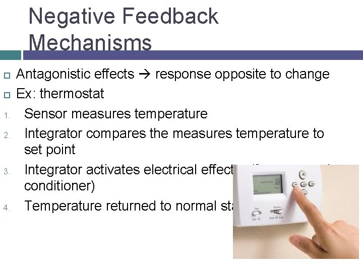 HOMEOSTASIS MAINTAINING AN INTERNAL BALANCE SBI 4 U