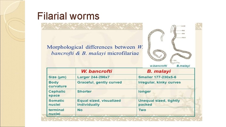 MEDICAL PARASITOLOGY PICTURE SECTION Enterobius Vermicularis egg The