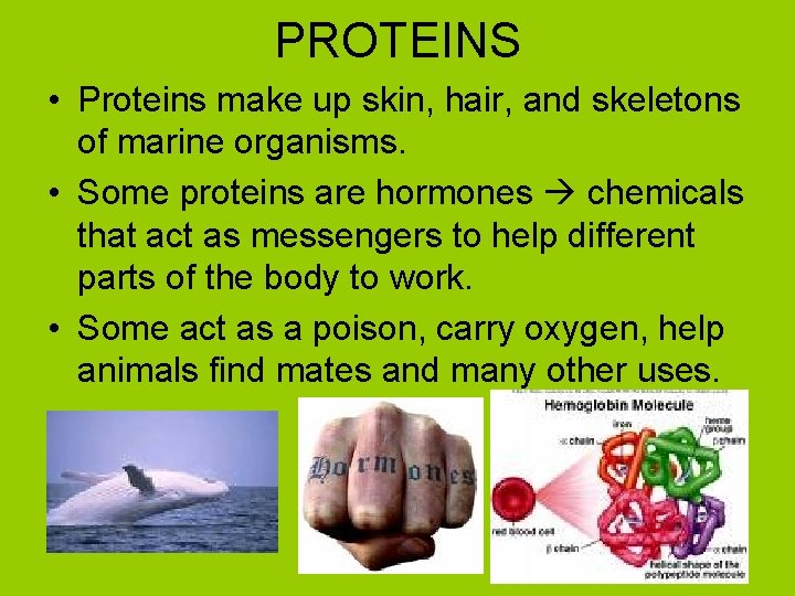 Unit 3 Life on Earth and Its Oceans