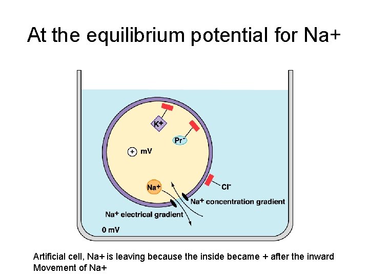 Changes in electrical gradients Electrical disequilibrium Consequences of