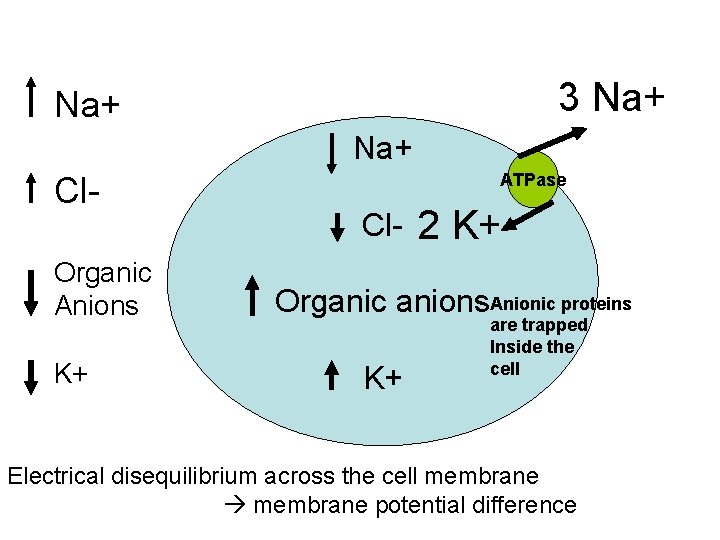 Changes in electrical gradients Electrical disequilibrium Consequences of