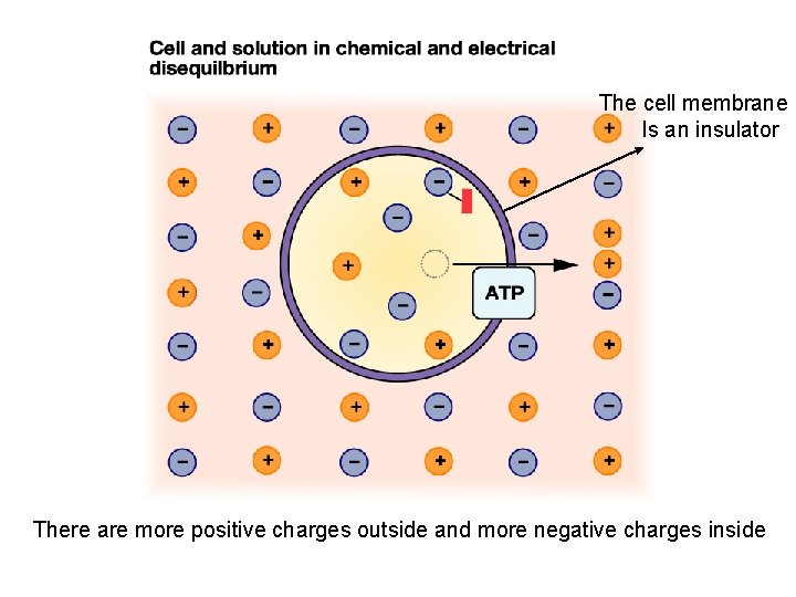 Changes in electrical gradients Electrical disequilibrium Consequences of