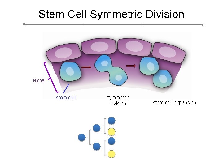 Adult Stem Cells Homeostasis Developmental Biology 2017 5