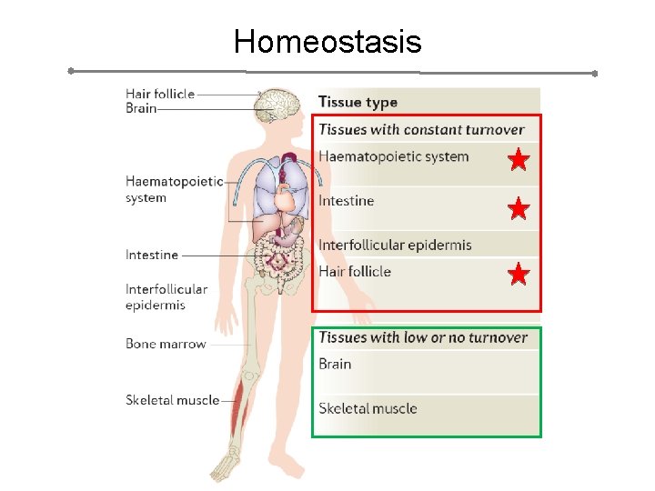 Adult Stem Cells Homeostasis Developmental Biology 2017 5