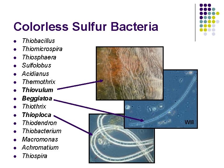Colorless Sulfur Bacteria Blanca Prez Hopkins Microbiology Course