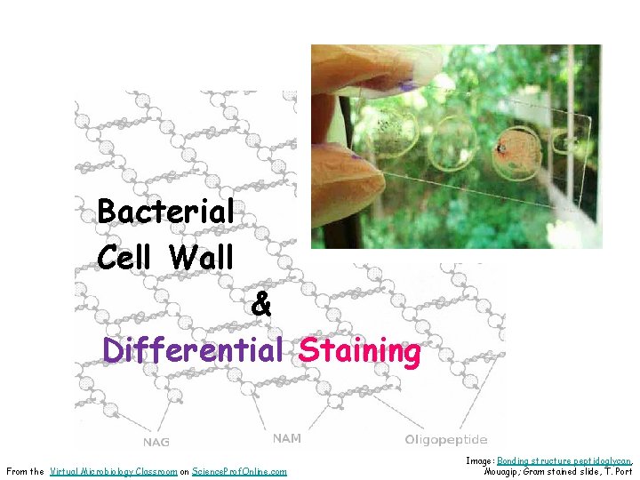 About Science Prof Online Power Point Resources Science