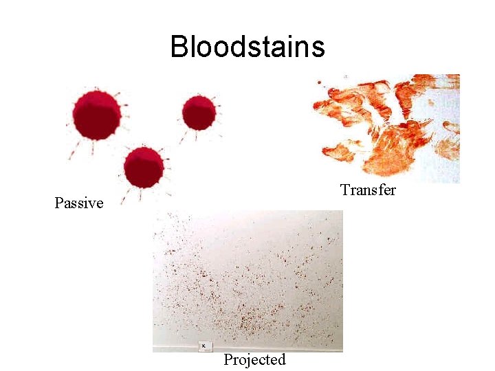 Forensic Science Lab Activity How is blood evidence