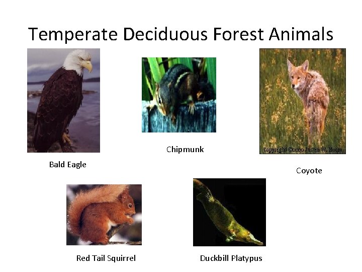 Biomes Large geographic areas that have similar climates