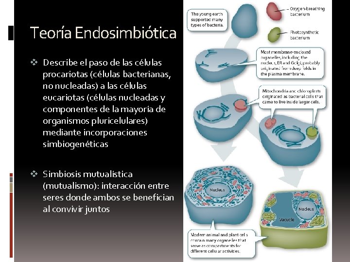 CLULAS TIPOS ORIGEN DE LA CLULA EUCARIOTA ORGANELOS
