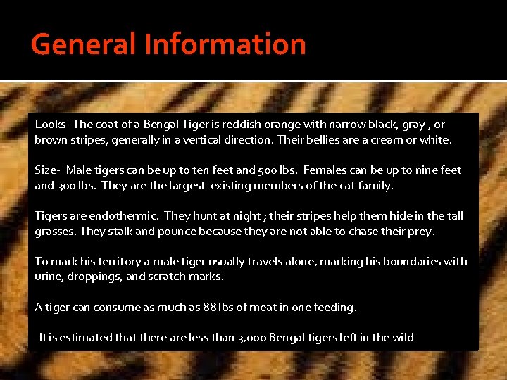 Brittni Gustafson The Bengal Tiger Classification Kingdom Animalia