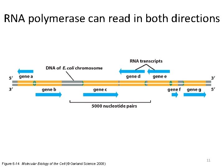 Review of Cell Biology Chem Eng 590 B
