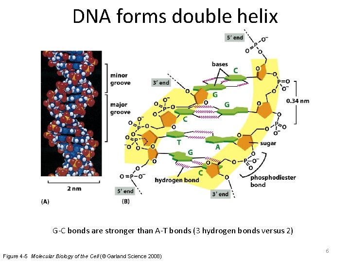 Review of Cell Biology Chem Eng 590 B