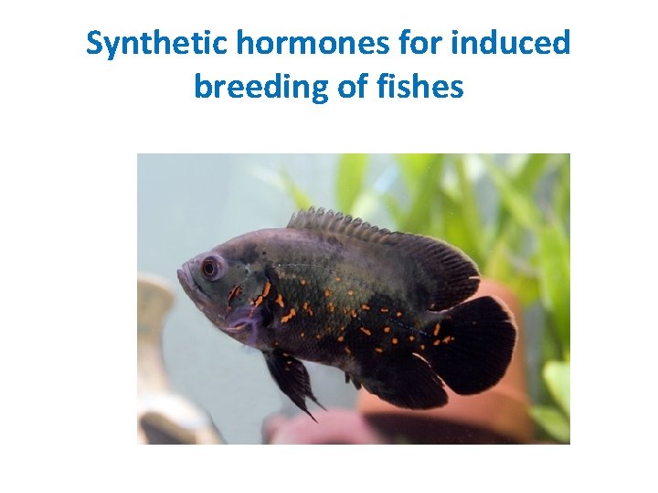 Synthetic hormones for induced breeding of fishes INTRODUCTION