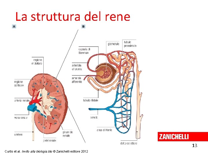 1 H Curtis N S Barnes A Schnek
