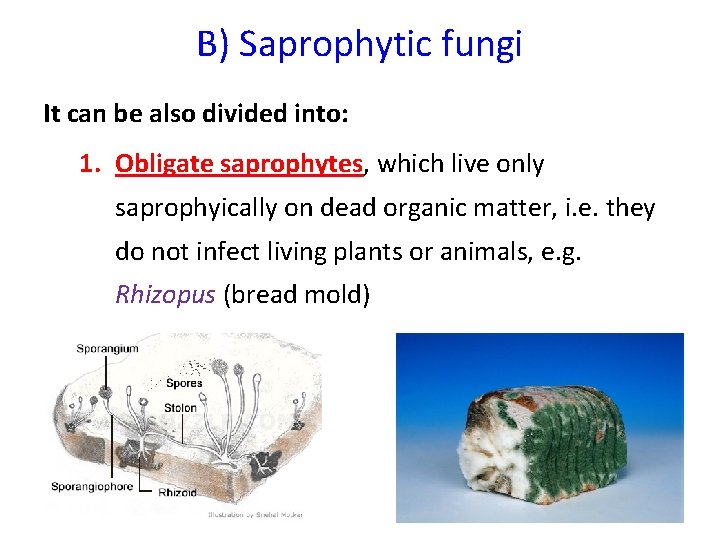 Introduction to Fungi Mycology Main Characteristics of Fungi