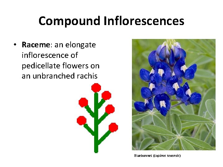 Flowers Inflorescences Fruits Flowers Inflorescence Fruits Floral ...