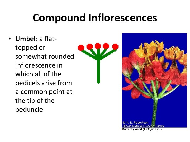 Flowers Inflorescences Fruits Flowers Inflorescence Fruits Floral ...