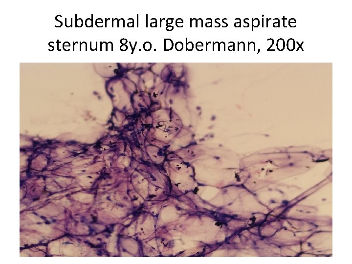 Cytology cases 2 Kathleen Tennant BVet Med Cert