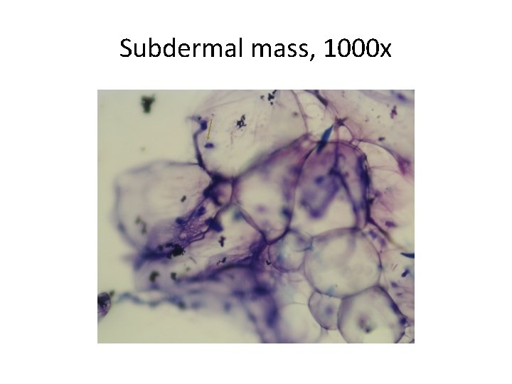 Cytology cases 2 Kathleen Tennant BVet Med Cert