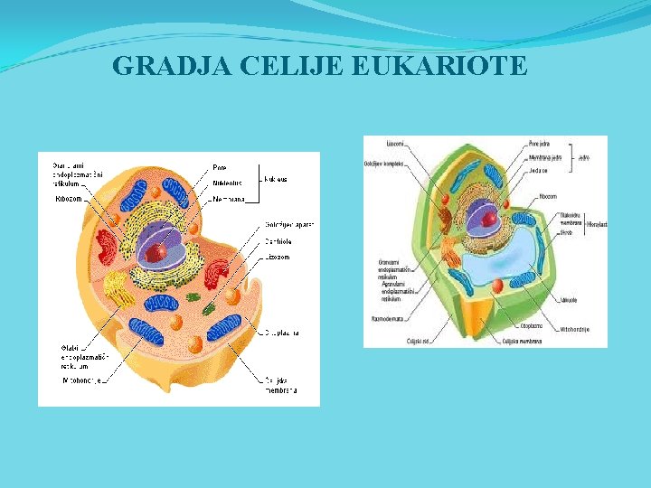 GRADJA CELIJE EUKARIOTE Celije eukariote su prave celije