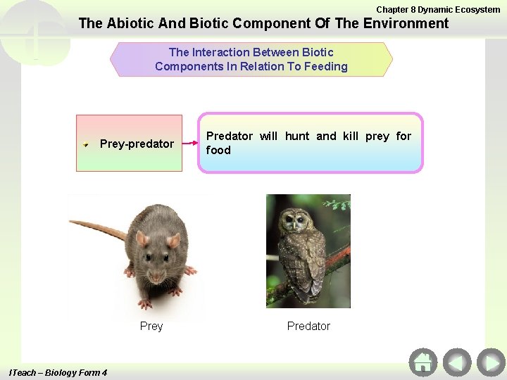 Chapter 8 Dynamic Ecosystem 8 1 The Abiotic