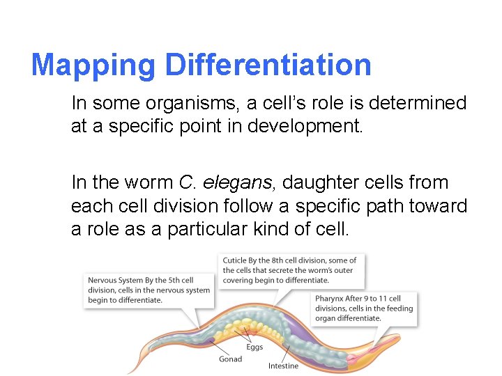 Lesson Overview 10 4 Cell Differentiation THINK ABOUT