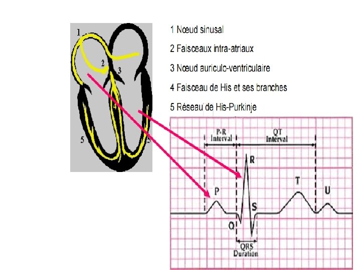 ACTIVITE CARDIAQUE DU POTENTIEL DACTION A lECG LE