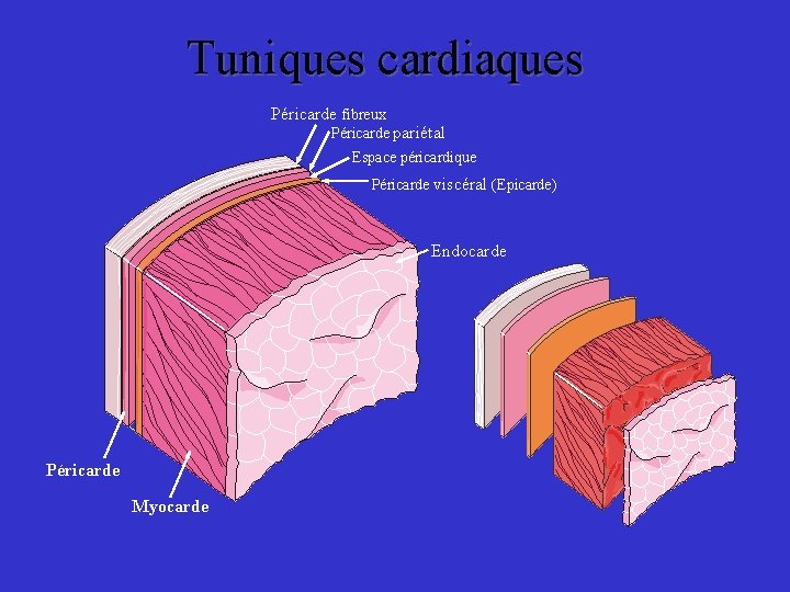 ACTIVITE CARDIAQUE DU POTENTIEL DACTION A lECG LE