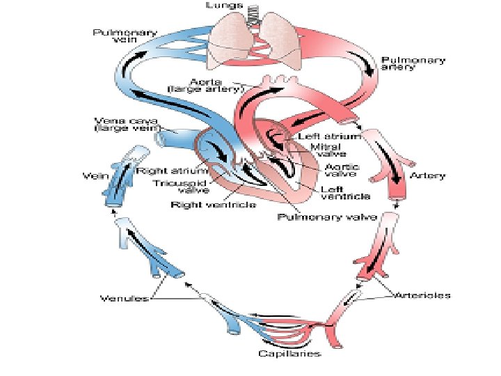 ACTIVITE CARDIAQUE DU POTENTIEL DACTION A lECG LE