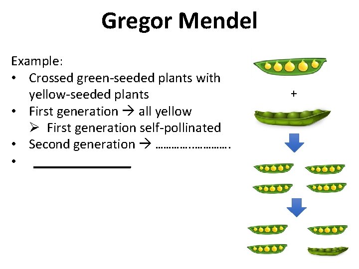 DNA Genes Chromosomes and Alleles 1 Mendel 2