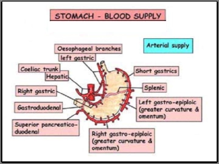 ANATOMY OF STOMACH NORMAL BARIUM MEAL ANATOMY OF