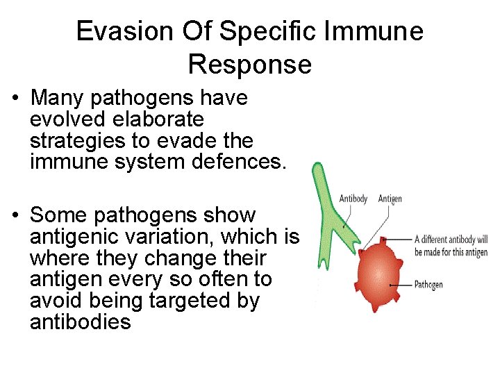 Key Area 3 7 Immunisation Neurobiology and Immunisation