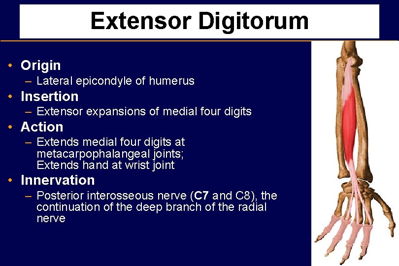 Anatomy of The Forearm And Ellbow Dr Fadel