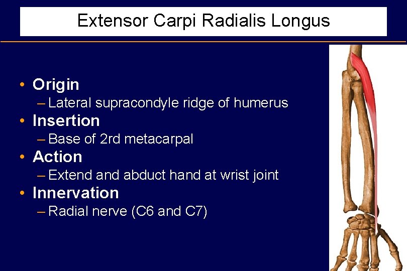 Anatomy of The Forearm And Ellbow Dr Fadel